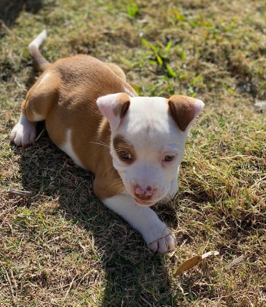 Poppy - Medium Female American Staffordshire Bull Terrier Mix Dog in ...