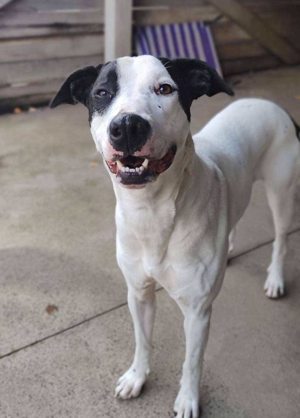 Isa - Medium Female Bull Arab Mix Dog in VIC - PetRescue