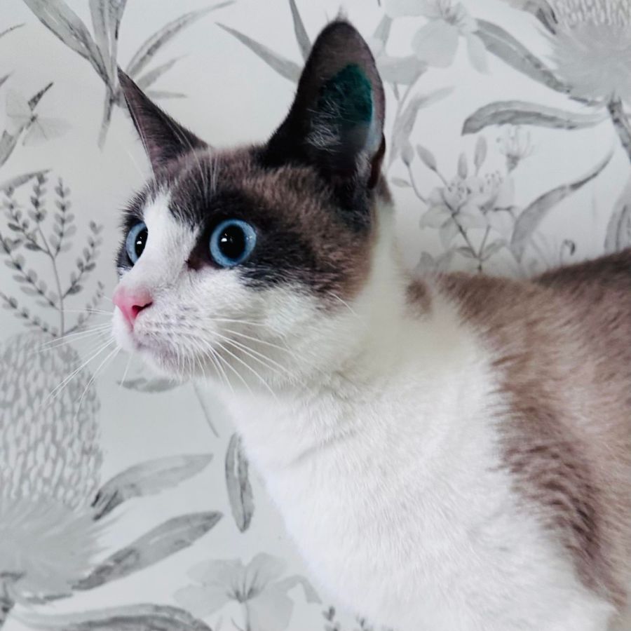 Lucinda - Located in Preston - Female Snowshoe Cat in VIC - PetRescue