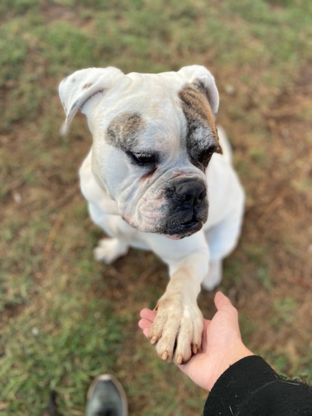 Jasper - Medium Male American Bulldog Mix Dog in QLD - PetRescue