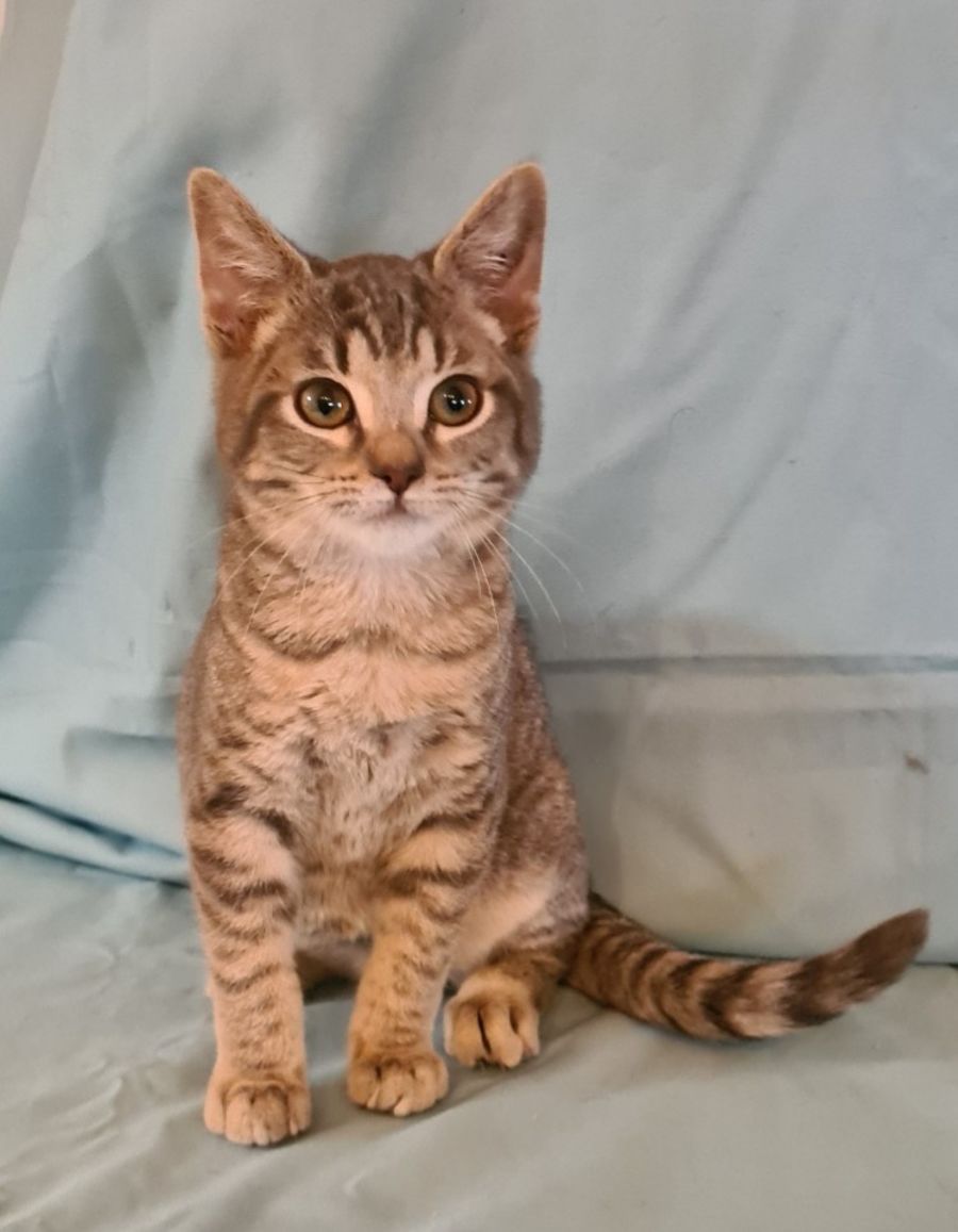 Breanna - Female Domestic Short Hair Cat in QLD - PetRescue