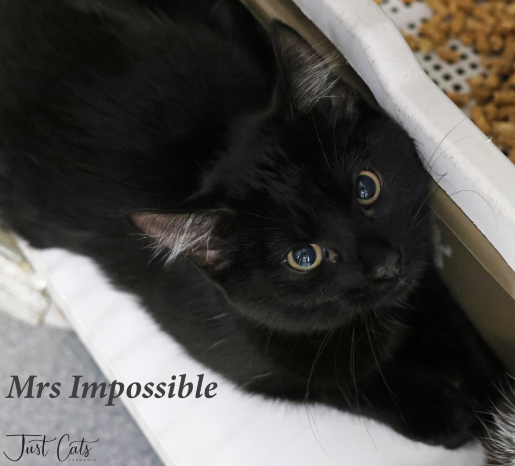 Mrs Impossible - Female Domestic Short Hair Cat in TAS - PetRescue