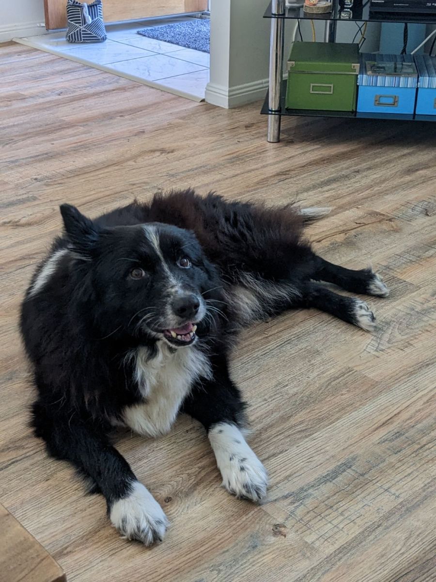 Pepper - Medium Female Border Collie Dog in QLD - PetRescue