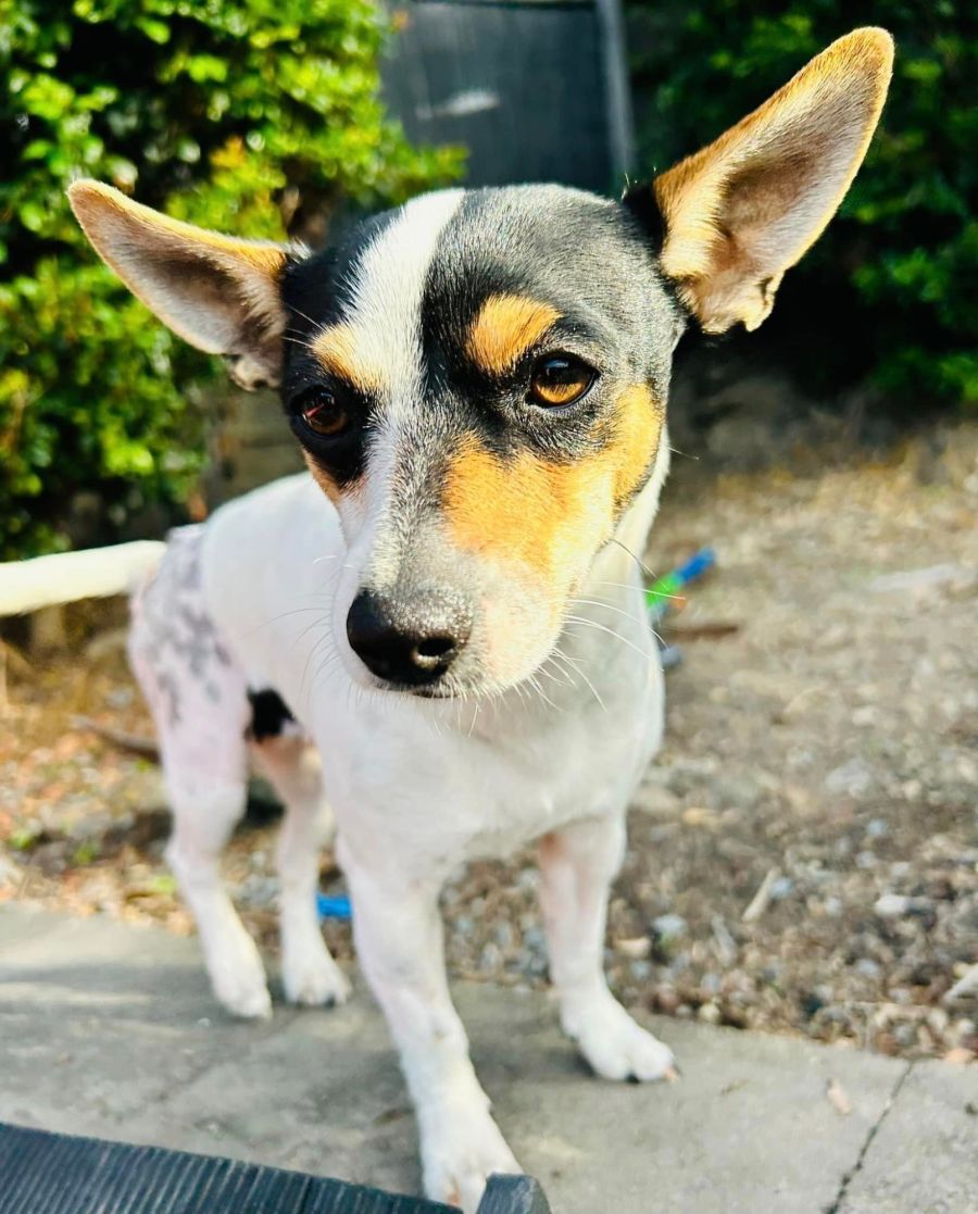 Connie - Small Female Miniature Fox Terrier Mix Dog in QLD - PetRescue