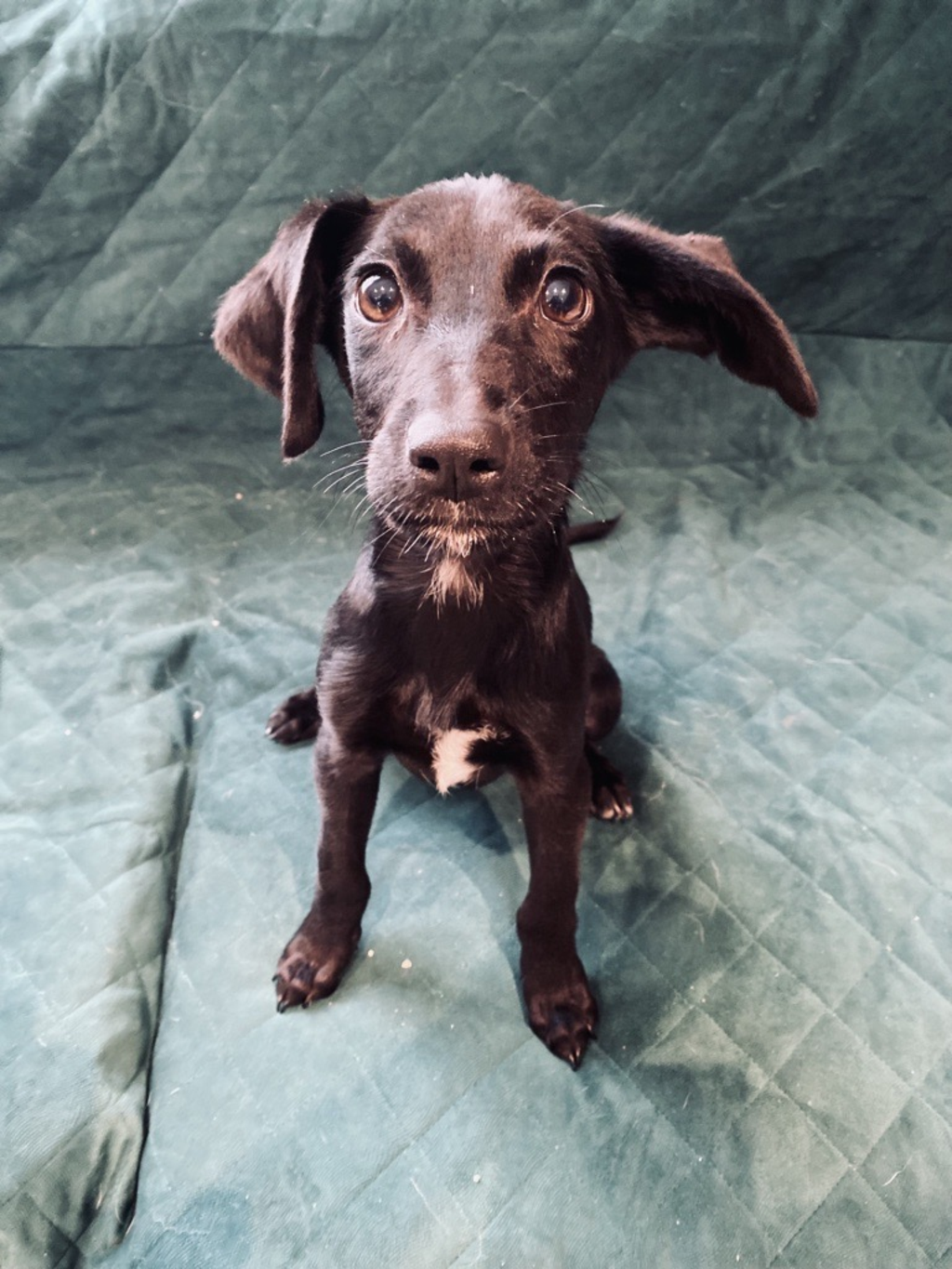 Zelda - Small Female Harrier x Pointer Mix Mix Dog in VIC - PetRescue