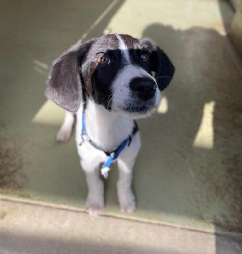 Max - Small Male Harrier x Pointer Mix Mix Dog in VIC - PetRescue