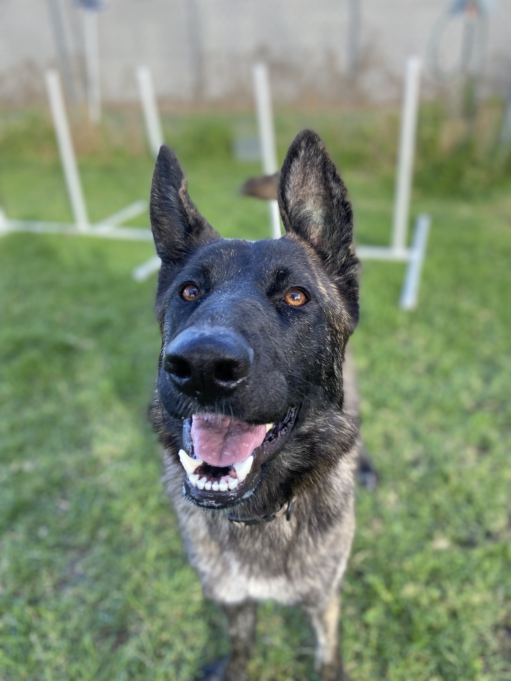 Milly - Large Female Dutch Shepherd x German Shepherd Mix Dog in VIC ...