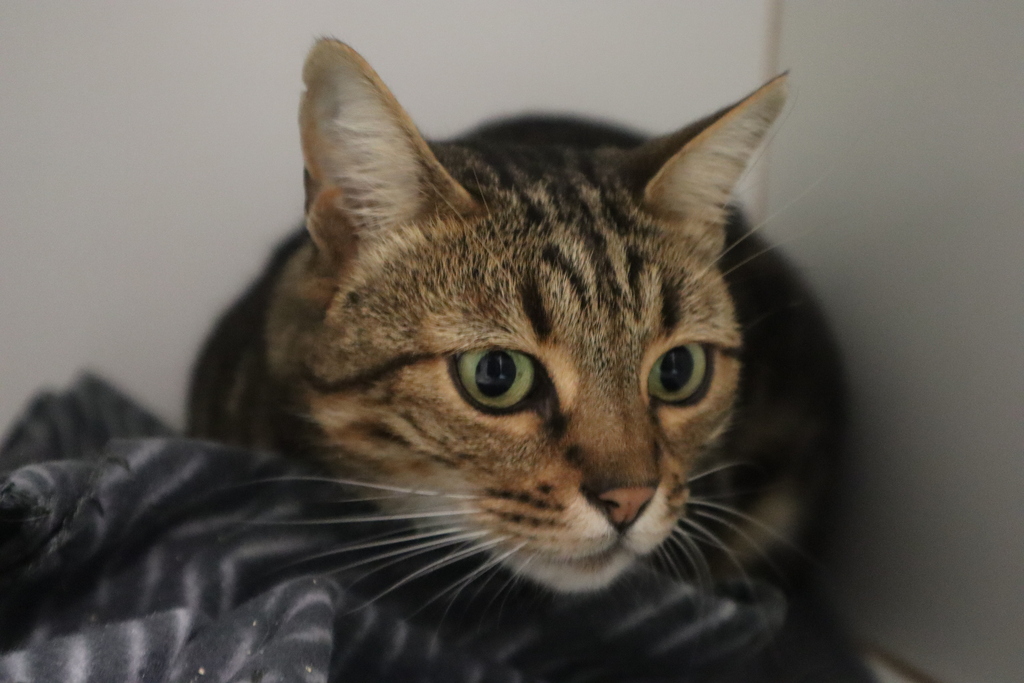 Mabs - Female Bengal Mix Cat in VIC - PetRescue
