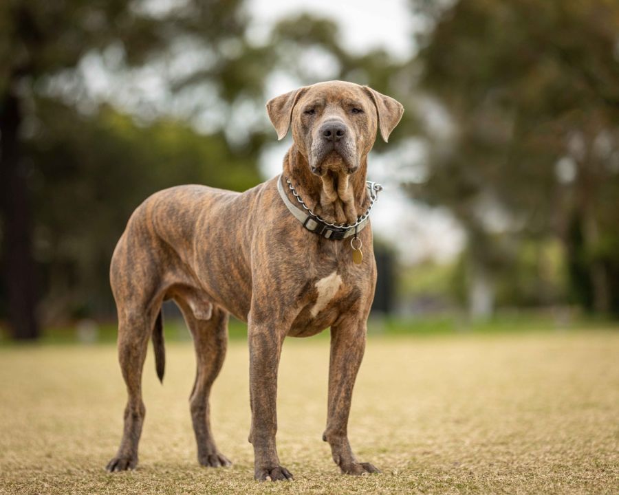 Salvo - Large Male Mastiff Mix Dog in VIC - PetRescue