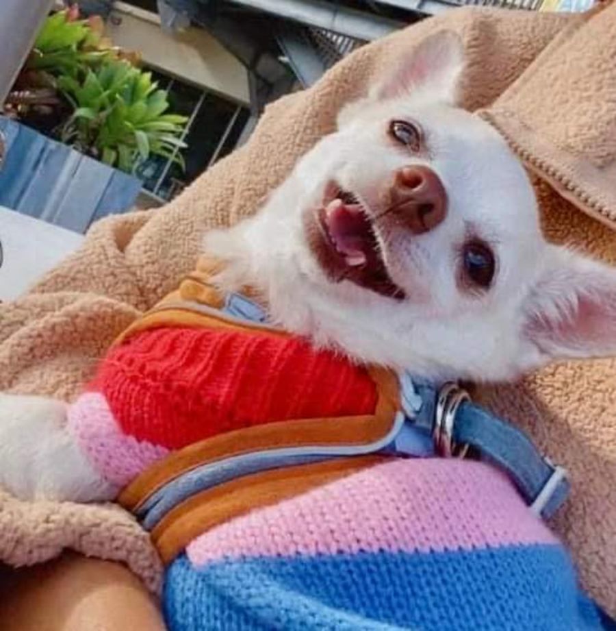 Peppi - Small Male Chihuahua Dog in QLD - PetRescue