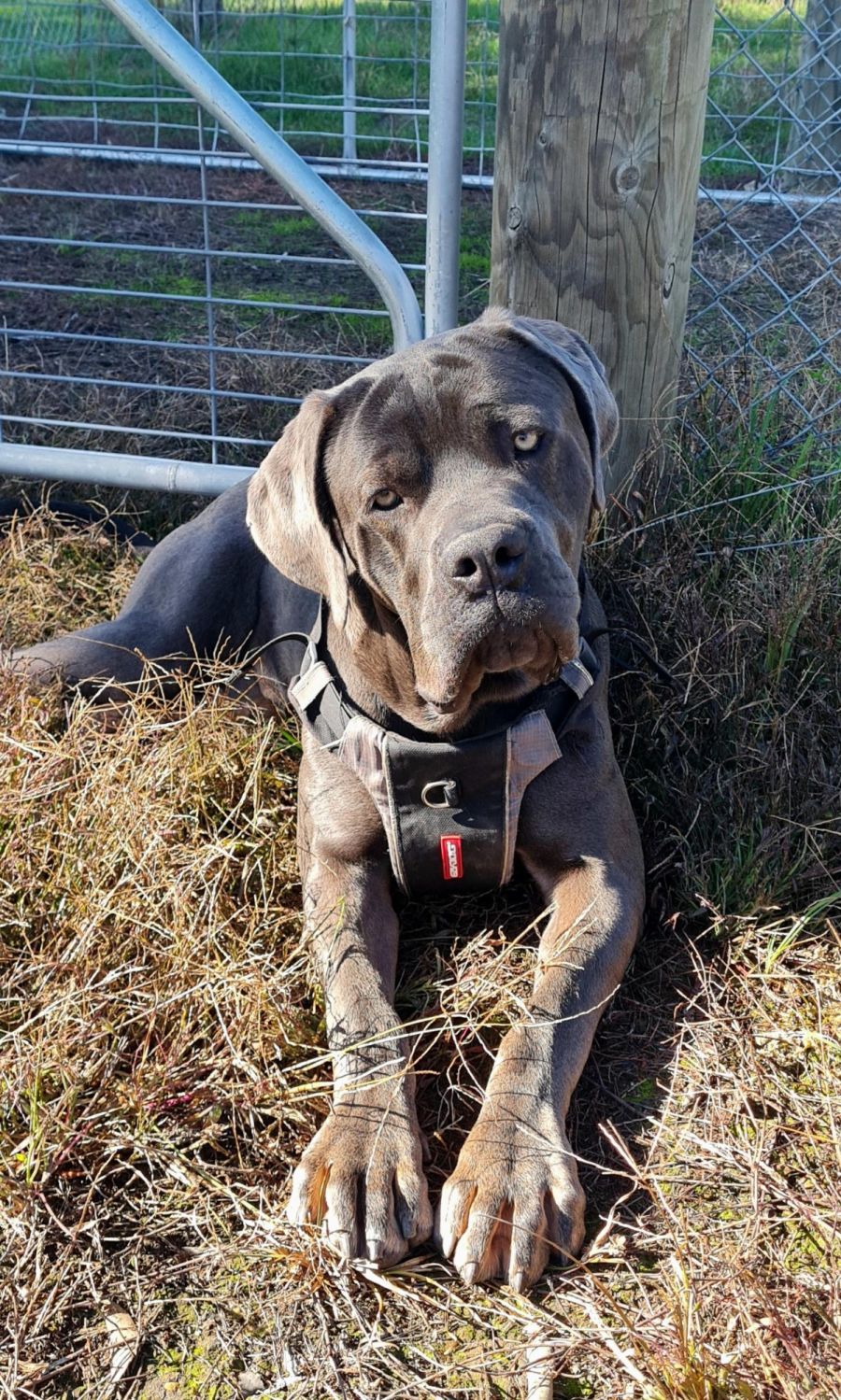 Zeus - Large Male Dogue De Bordeaux x Neapolitan Mastiff Mix Dog in VIC ...