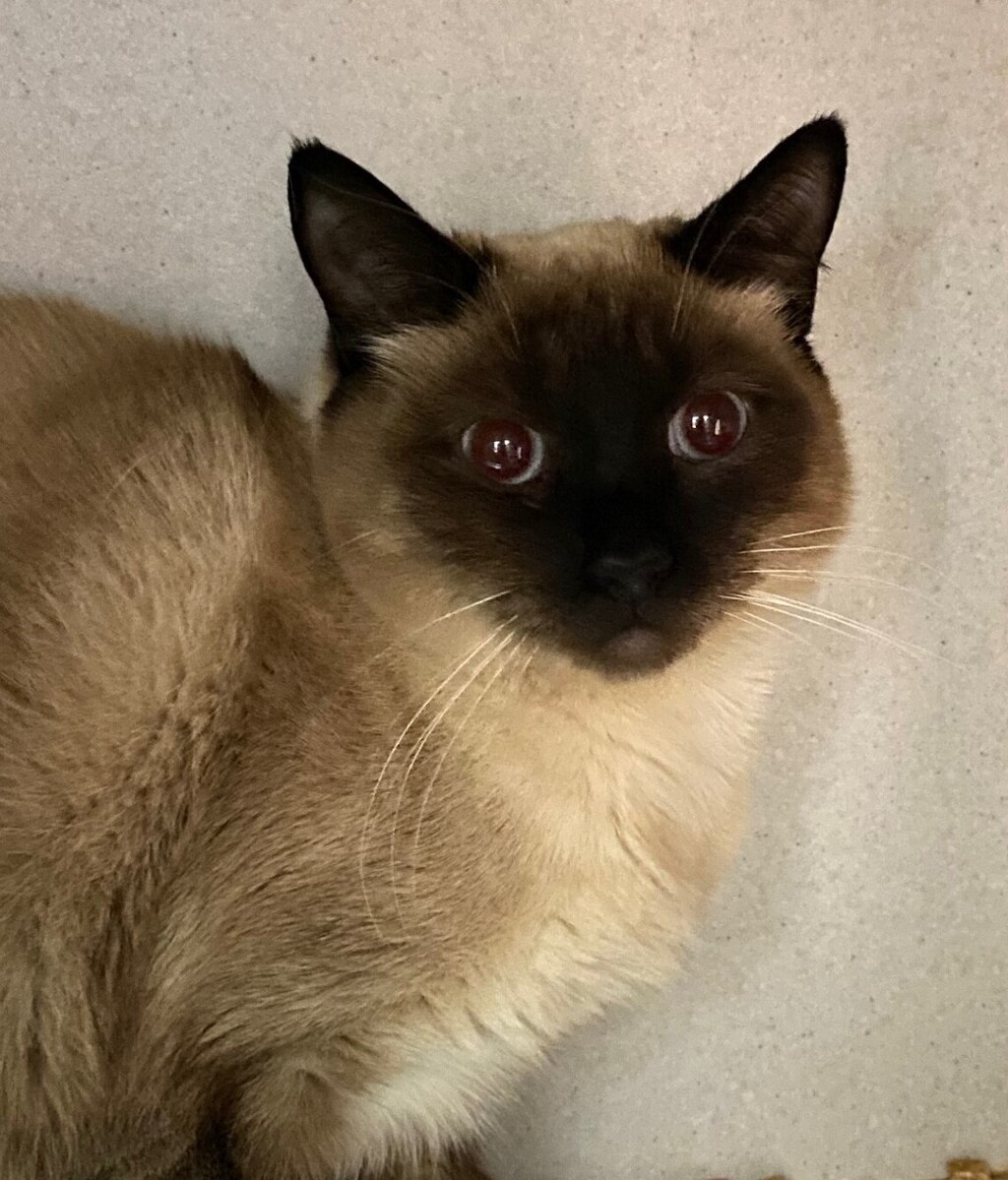 Peach - Female Layanese Mix Cat in QLD - PetRescue