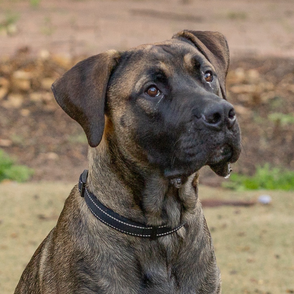 Ben - Large Male Mastiff Mix Dog in WA - PetRescue