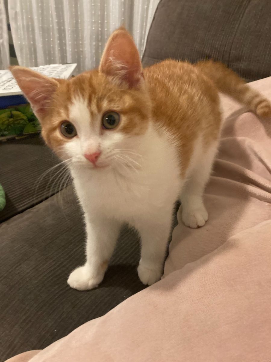 Balmain - Male Domestic Short Hair Cat in NSW - PetRescue