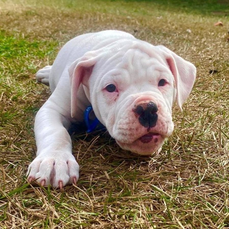 Gouda - Large Male American Bulldog Dog in QLD - PetRescue