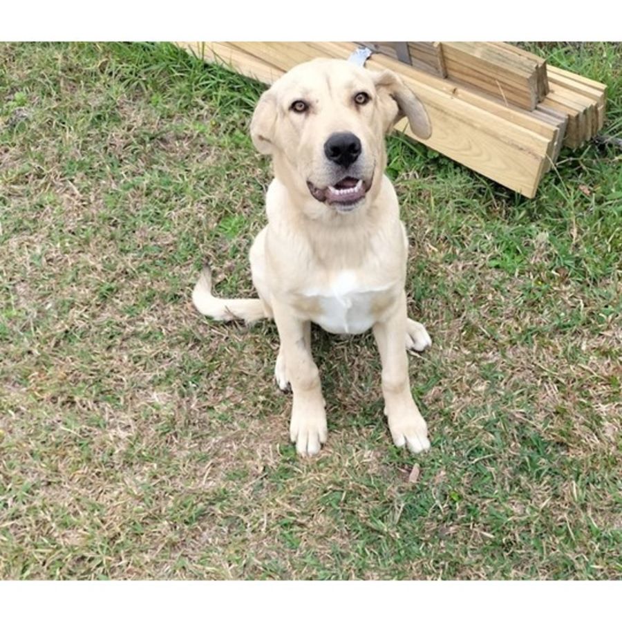 Spud - Large Male Labrador Mix Dog in QLD - PetRescue