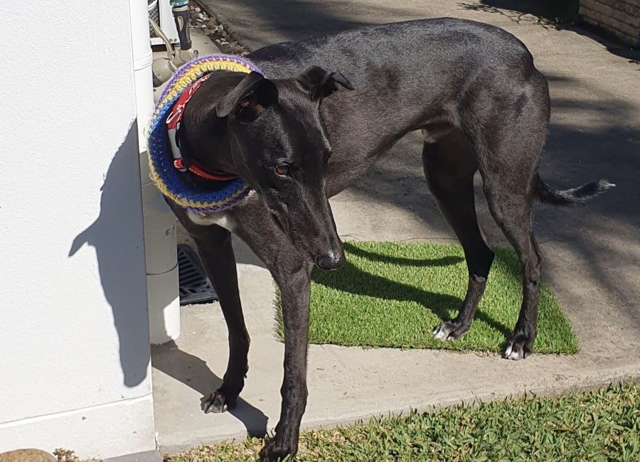 Voight - Large Male Greyhound Dog in QLD - PetRescue