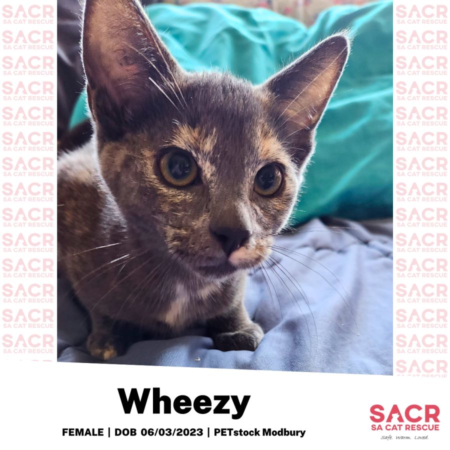 Wheezy - Female Domestic Short Hair Cat in SA - PetRescue