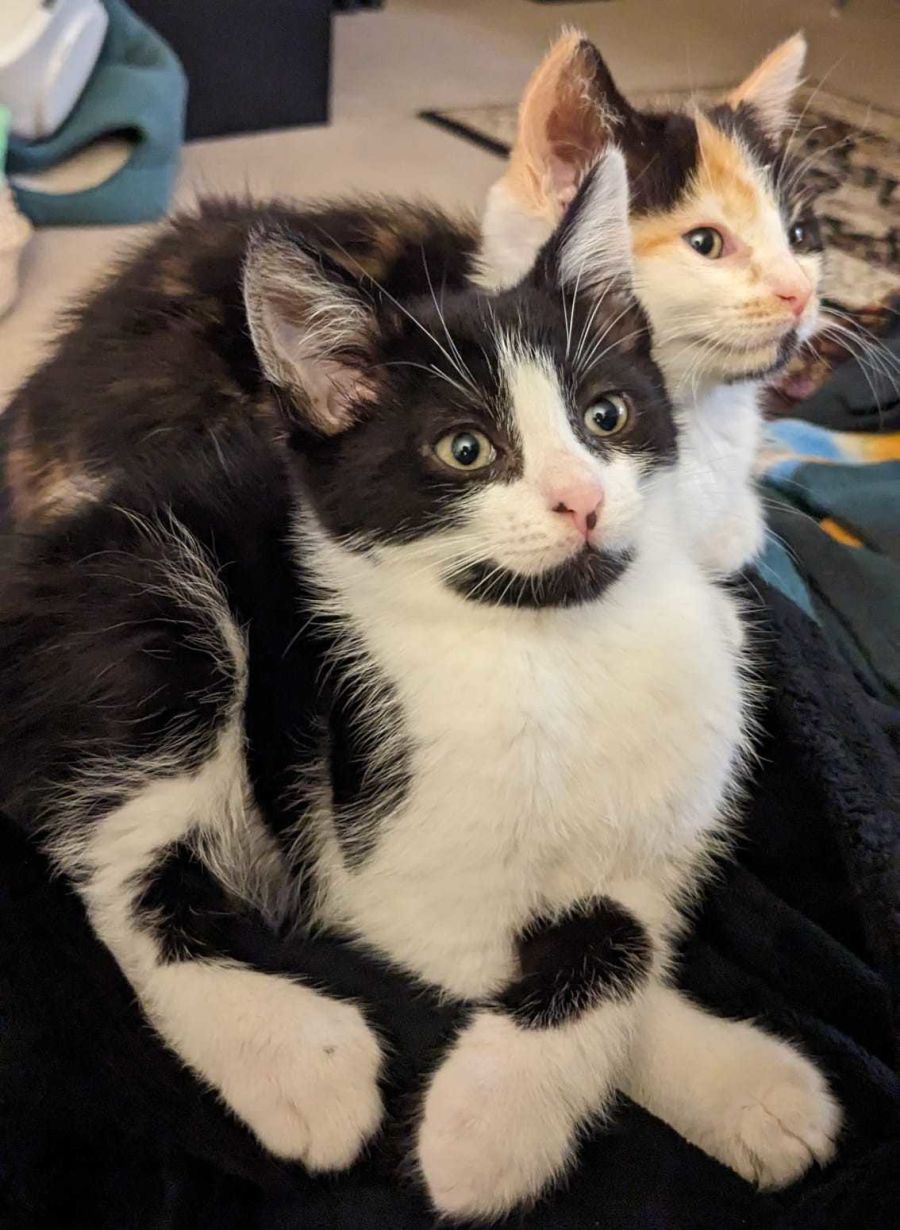 Slinky and Rocket - Female Domestic Short Hair Cat in NSW - PetRescue