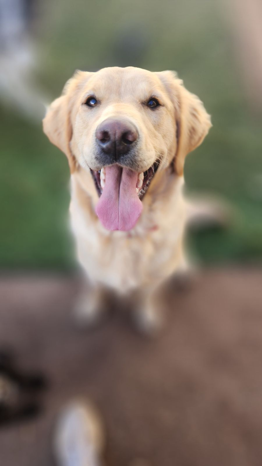 Daisy - Large Female Golden Retriever x Labrador Mix Dog in VIC - PetRescue
