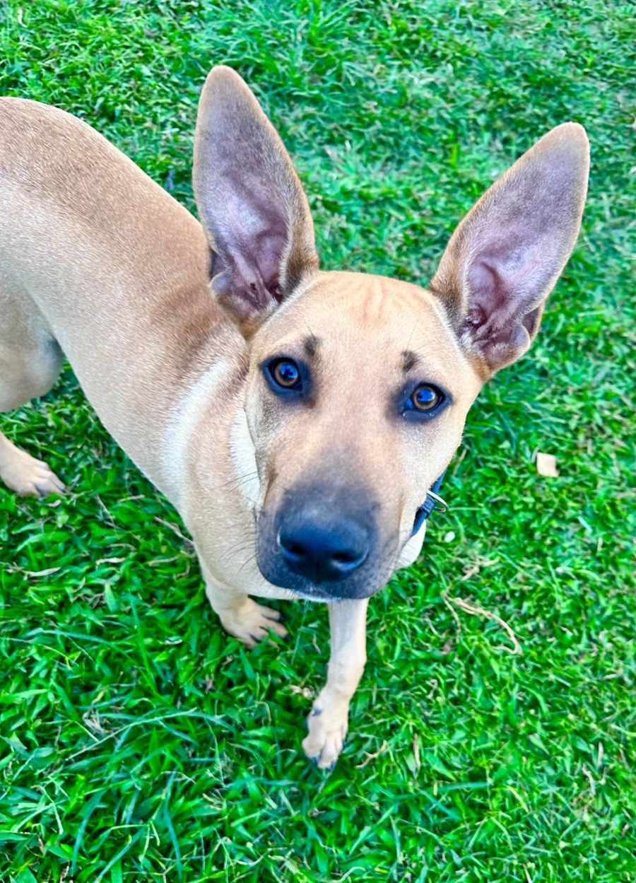 Myla - Medium Female Mixed Breed Dog in QLD - PetRescue