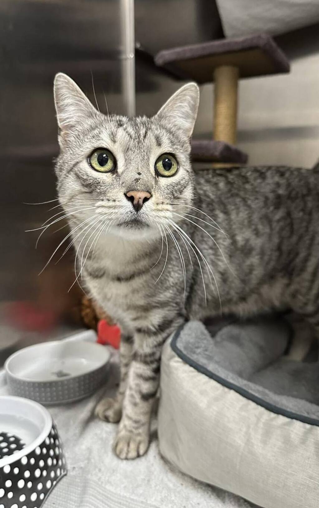 Rex - Male Domestic Short Hair Cat in ACT - PetRescue