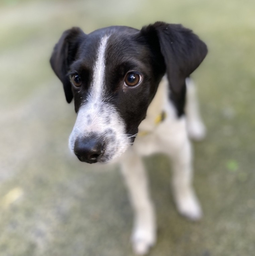 Lucy - Small Female Harrier x Pointer Mix Mix Dog in VIC - PetRescue