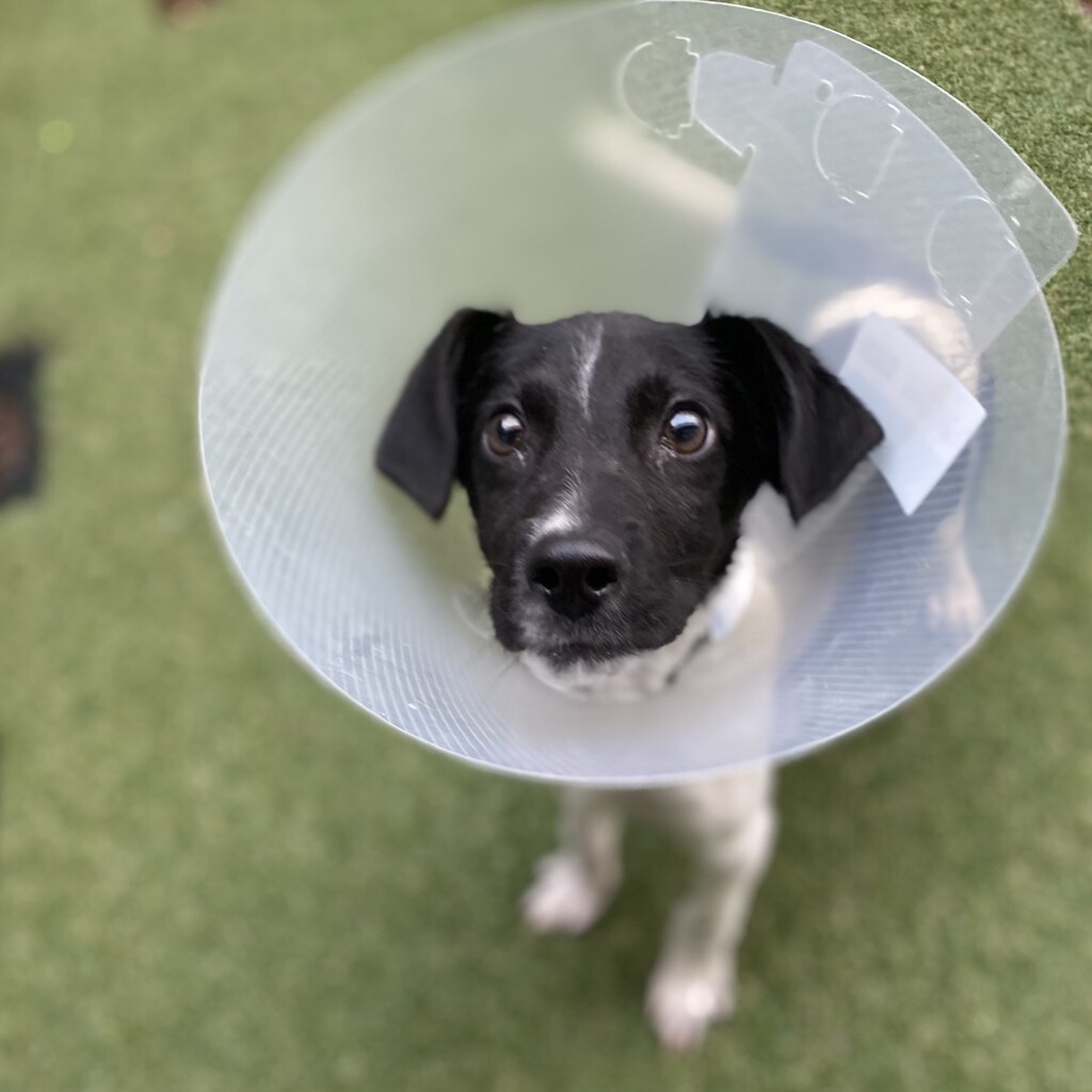 Ben - Small Male Harrier x Pointer Mix Mix Dog in VIC - PetRescue