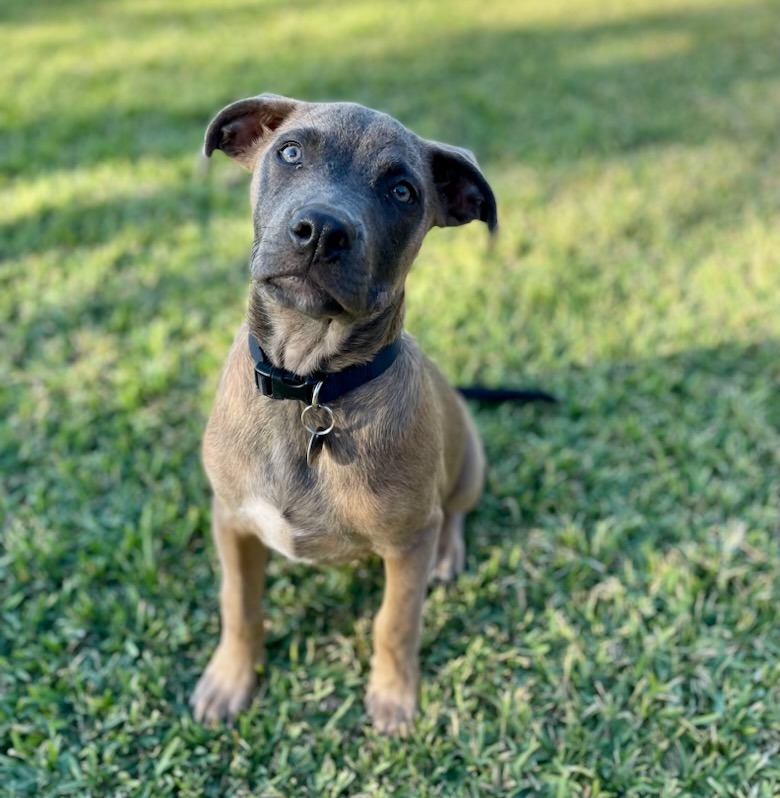 Tracker - Medium Male Mixed Breed Dog in WA - PetRescue