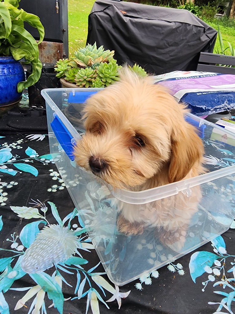 Brandy - Small Female Mixed Breed Mix Dog in NSW - PetRescue