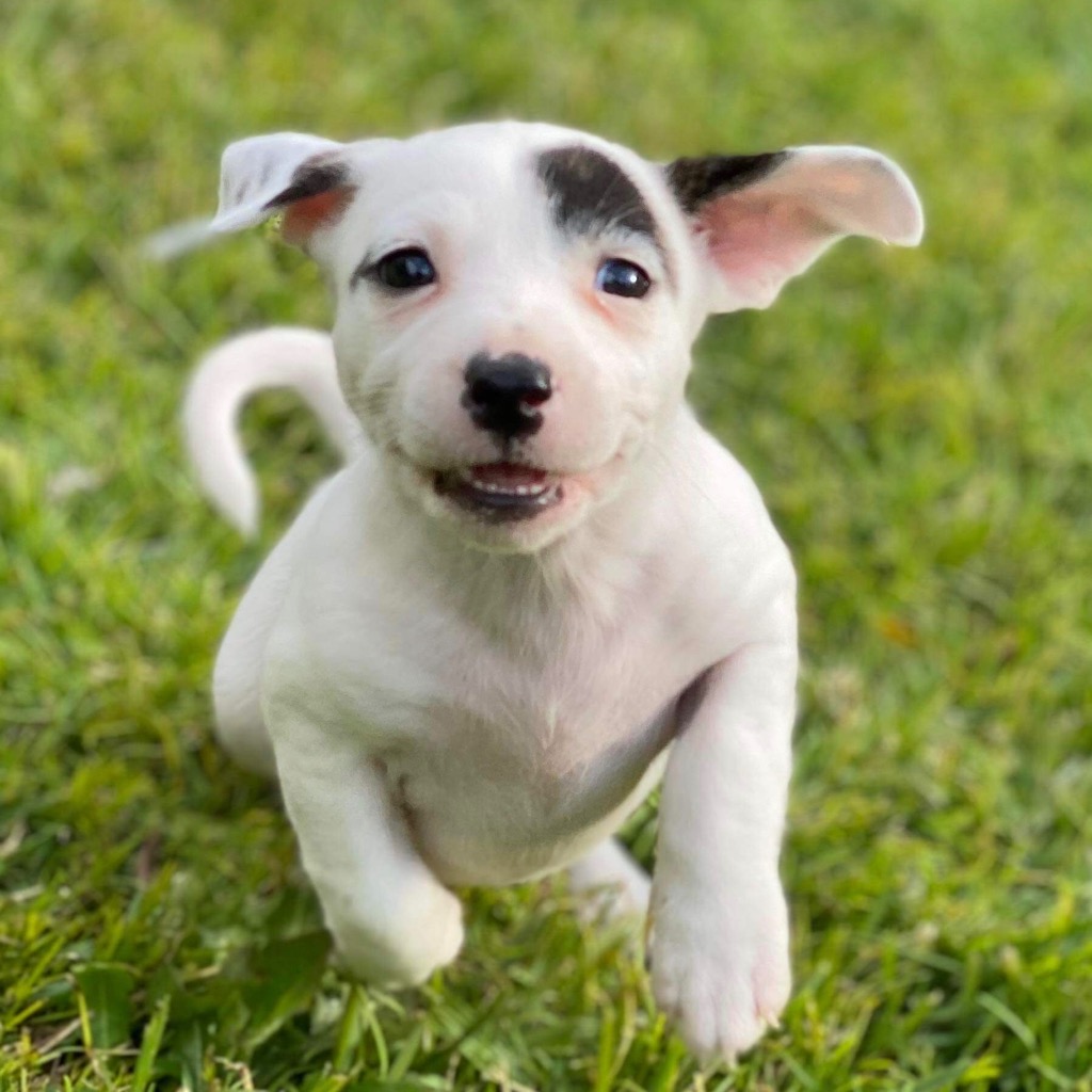 Pixel - Small Female Mixed Breed Dog in WA - PetRescue