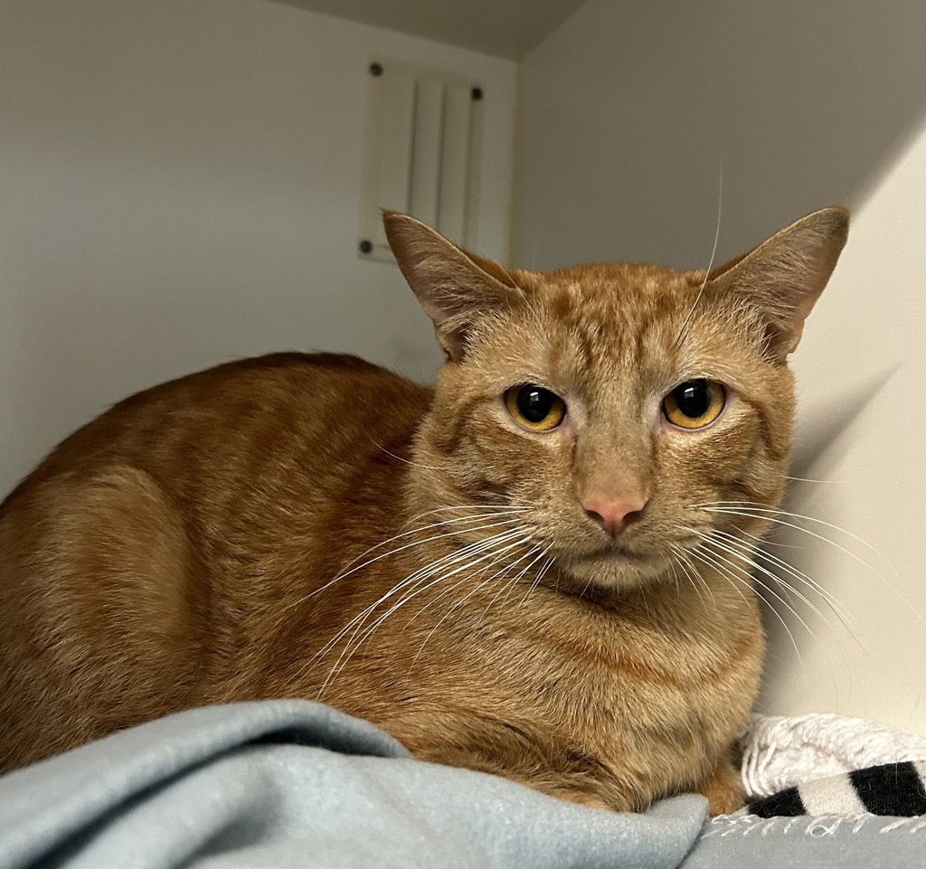 Atticus - Male Dsh Mix Cat in WA - PetRescue