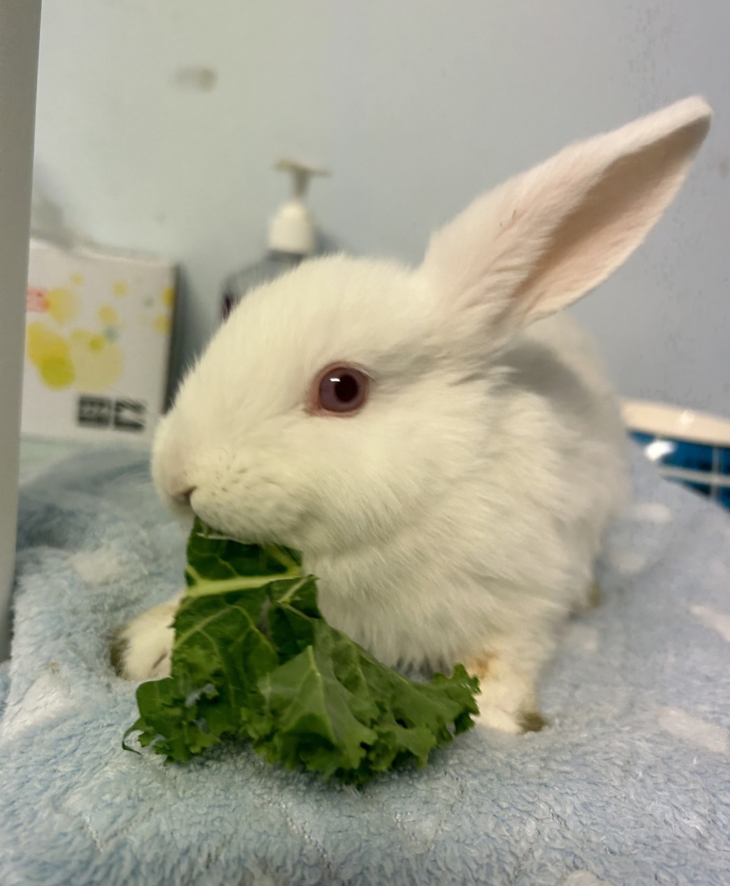 Jack White - Male Mini Lop Mix Rabbit in WA - PetRescue