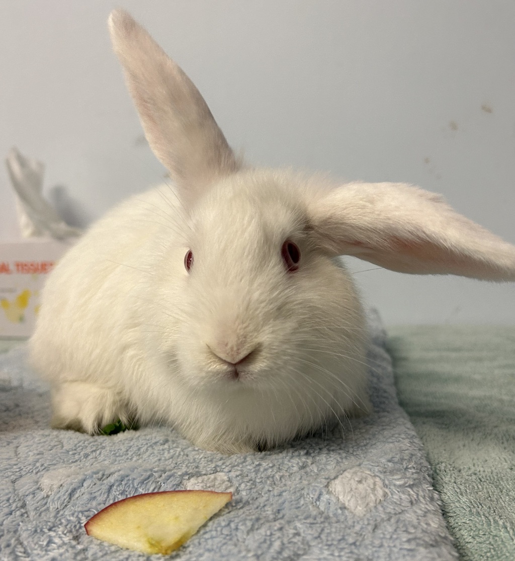 Betty White - Female Mini Lop Mix Rabbit in WA - PetRescue