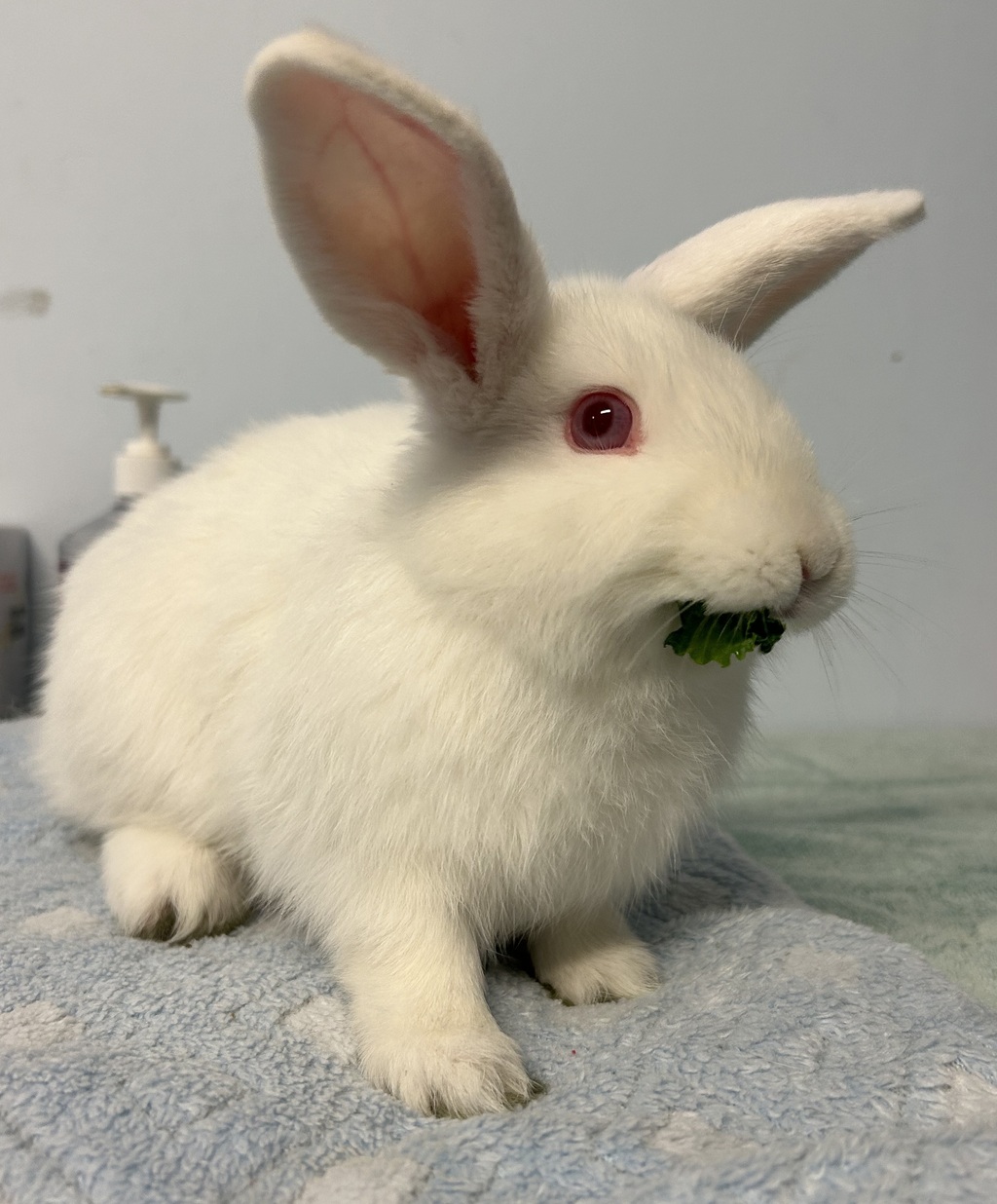 Walda White - Female Mini Lop Mix Rabbit in WA - PetRescue