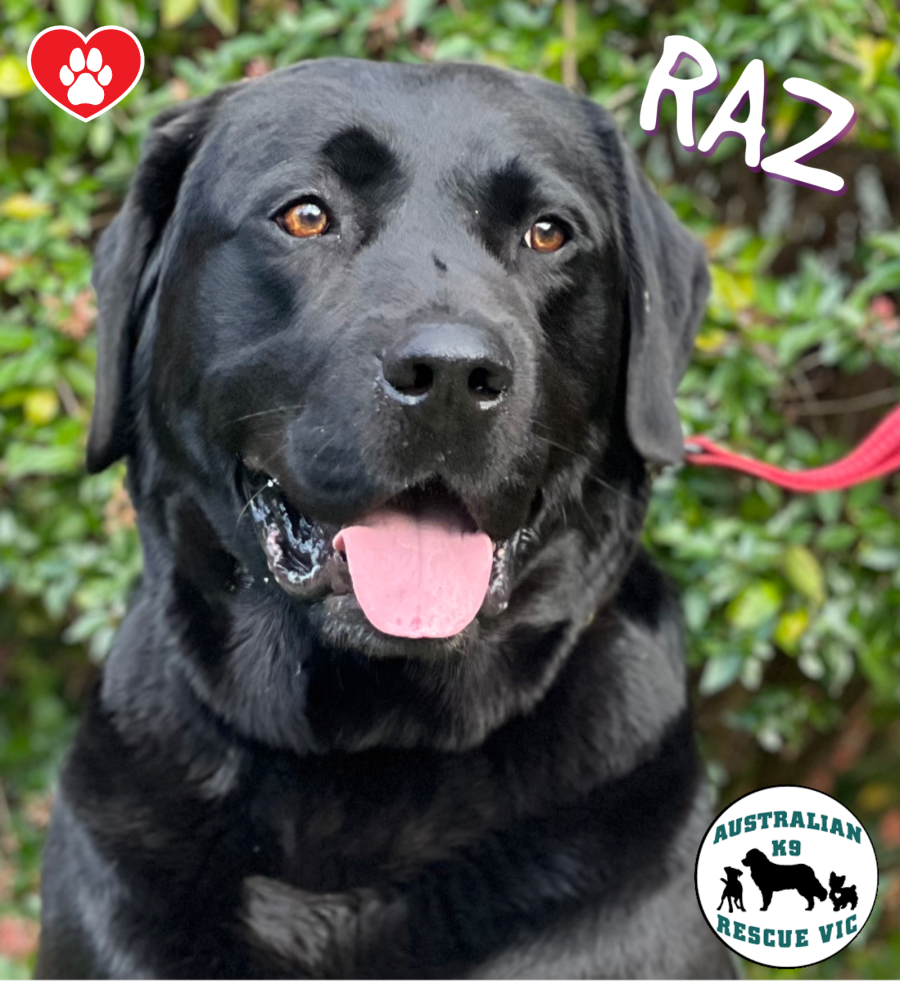 Raz - Medium Male Labrador Dog in VIC - PetRescue
