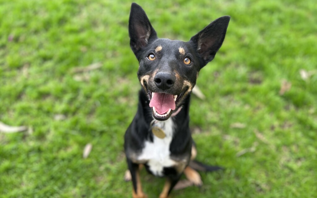 Kelsie - Medium Female Kelpie Mix Dog in VIC - PetRescue