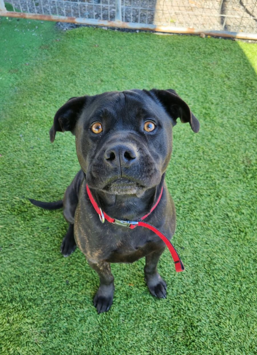 Hatch - Medium Male American Staffordshire Terrier Mix Dog in NSW ...