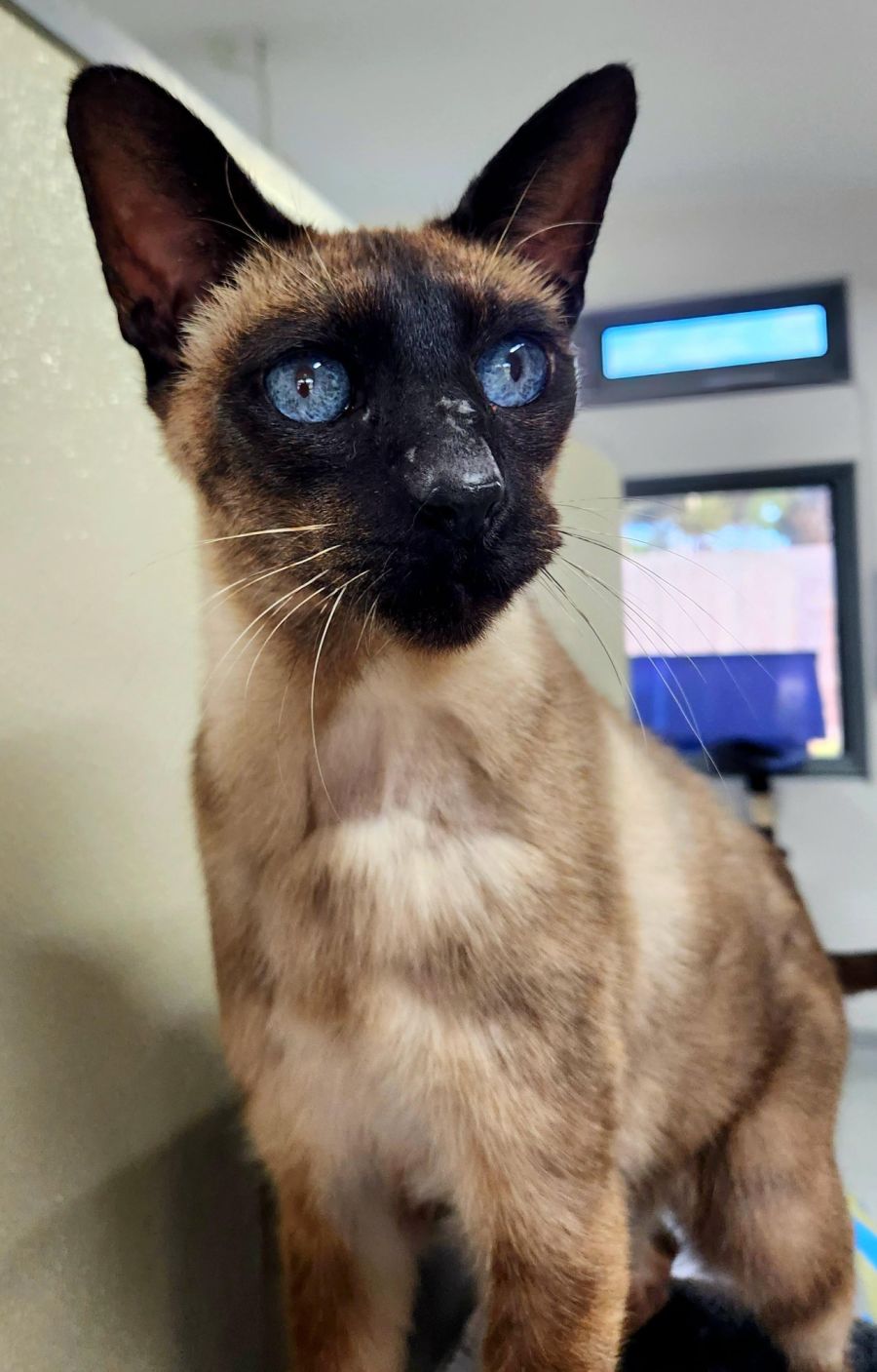💙 Elliot F02435 💙 - Male Siamese Cat in VIC - PetRescue