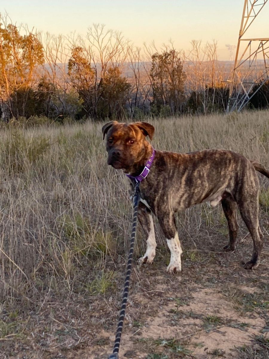 Tiger - Medium Male Staffordshire Bull Terrier Mix Dog in NSW - PetRescue