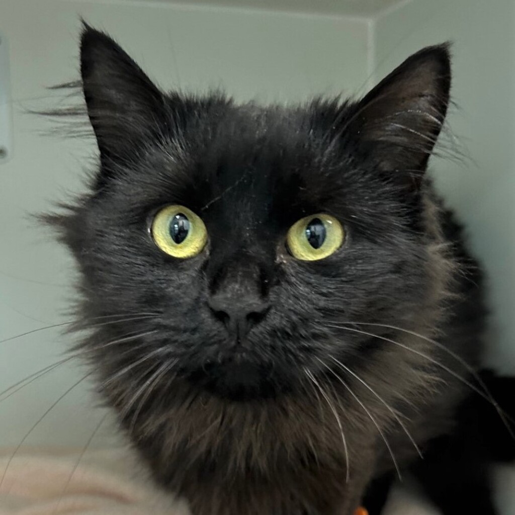 Spectre - Female Domestic Medium Hair Cat in VIC - PetRescue
