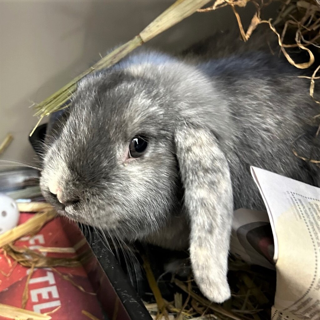 Oprah Bunfrey - Female Lop Eared Rabbit in VIC - PetRescue