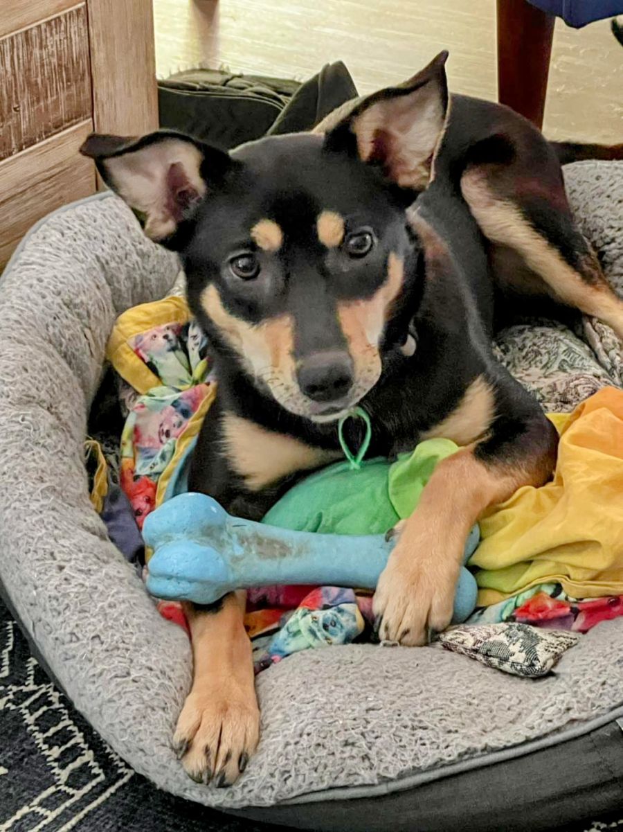 Elsie - Medium Female Kelpie Dog in NSW - PetRescue