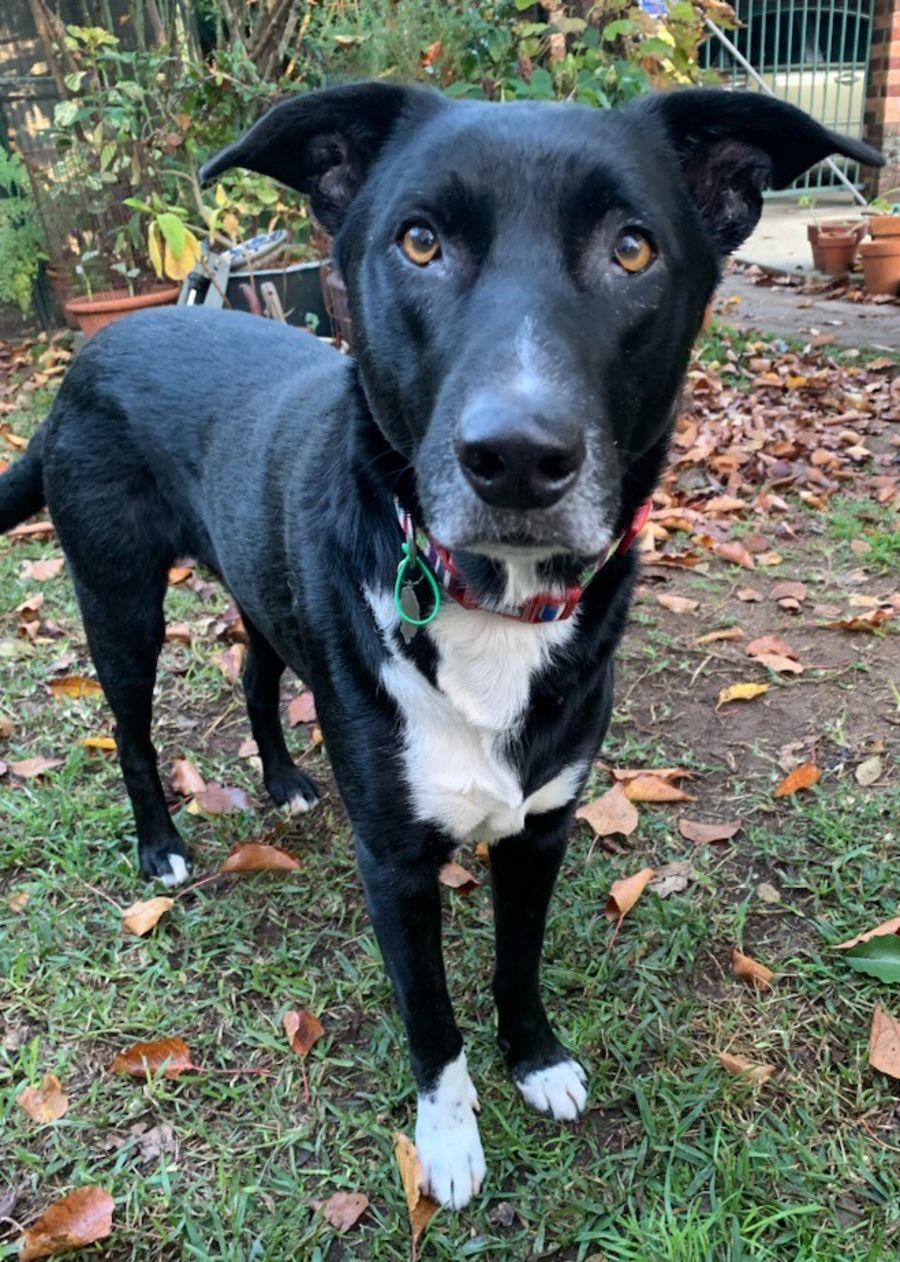 Tiki Animal Rescue - PetRescue