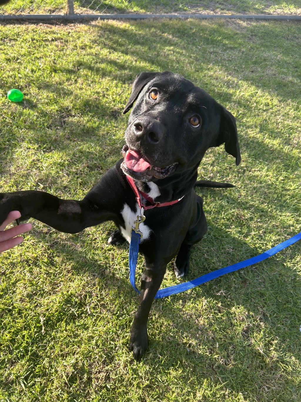 Bradley - Medium Male Staffy x Large Mixed Breed Mix Dog in WA - PetRescue