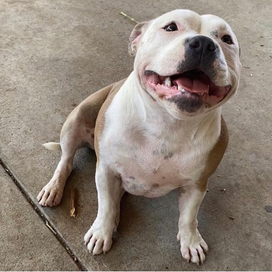 Mila - Small Female Staffordshire Bull Terrier Dog in NSW - PetRescue