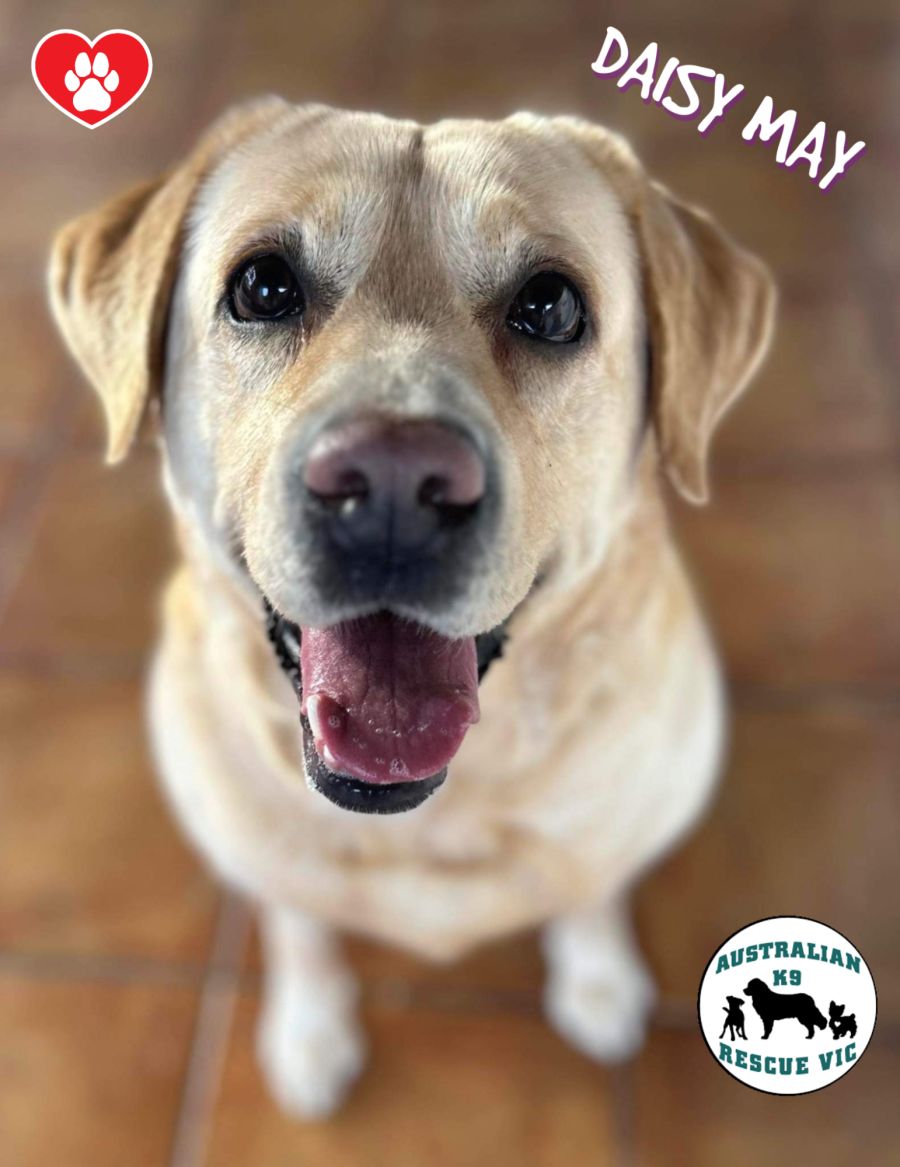 Daisy - Medium Female Labrador Dog in VIC - PetRescue