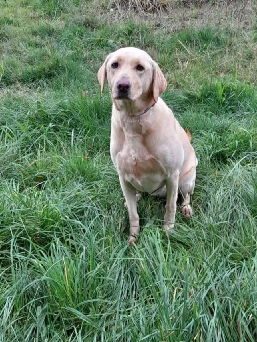 Winnie - Medium Female Labrador Dog in VIC - PetRescue