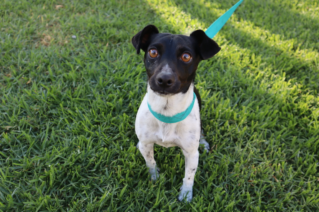 Rolo - Small Male Jack Russell Terrier Mix Dog in VIC - PetRescue