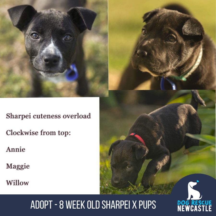 Maggie - 8 Week Old Shar-pei X (On Trial 21/6/23) - Medium Female Shar ...